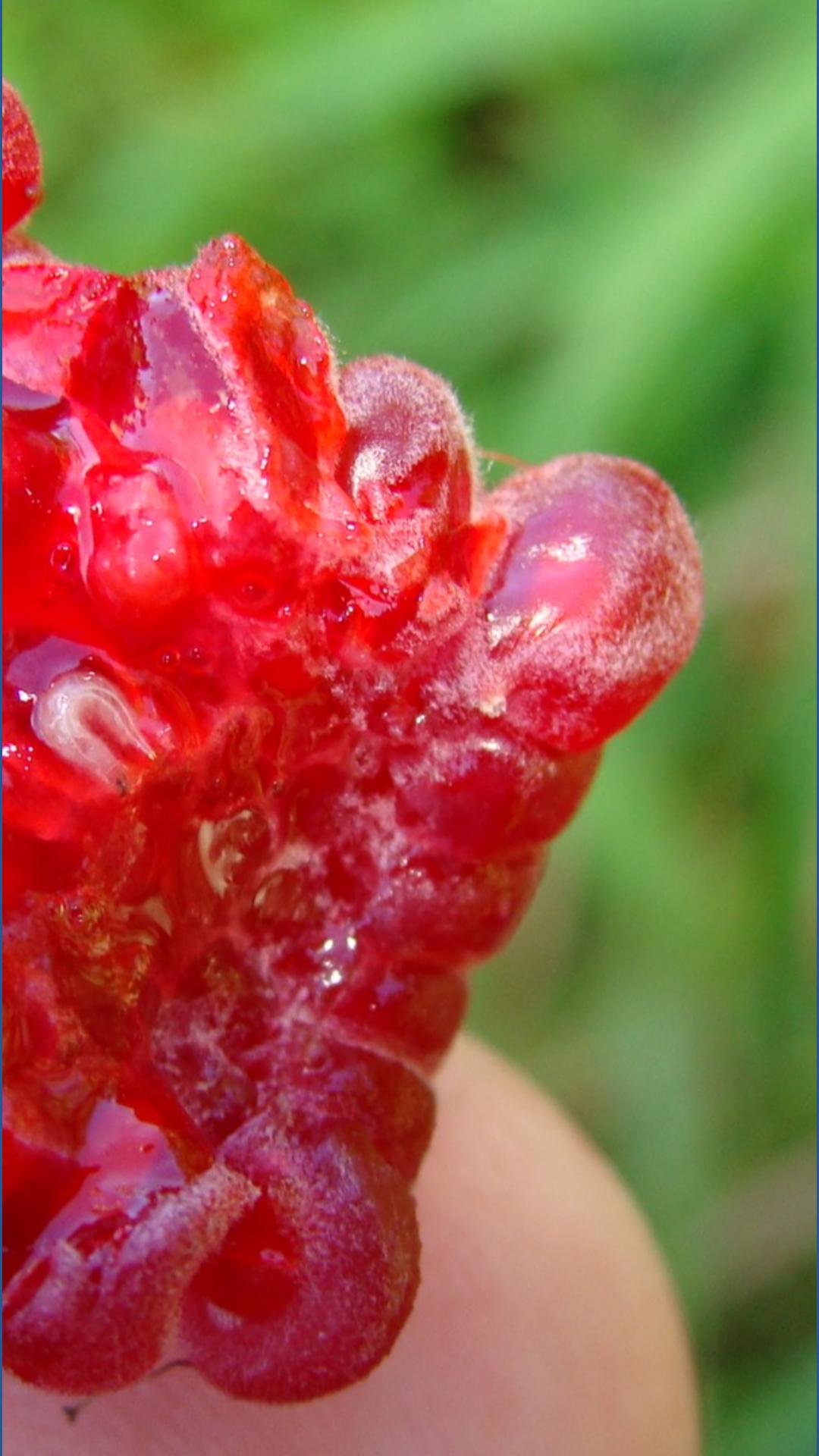 Invasive fruit fly threatens Maine berry crops | newscentermaine.com