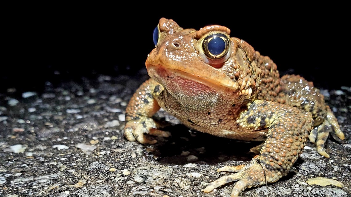Spring amphibians on the move get help from Big Night Maine ...