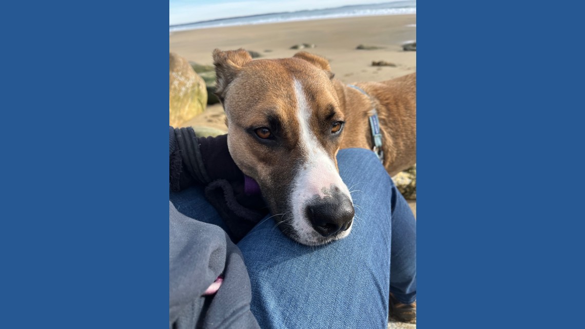 Fetch ME A Home | This pup has had quite a 'Journey' | newscentermaine.com