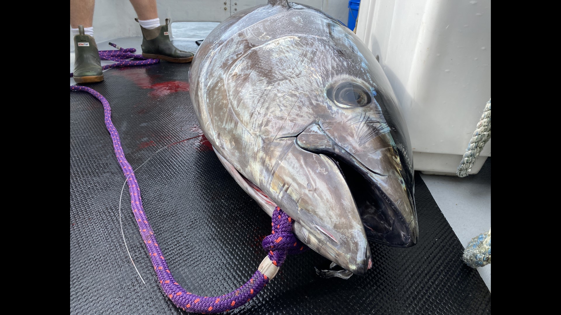 Climate change impacts on Maine bluefin tuna fishery | newscentermaine.com