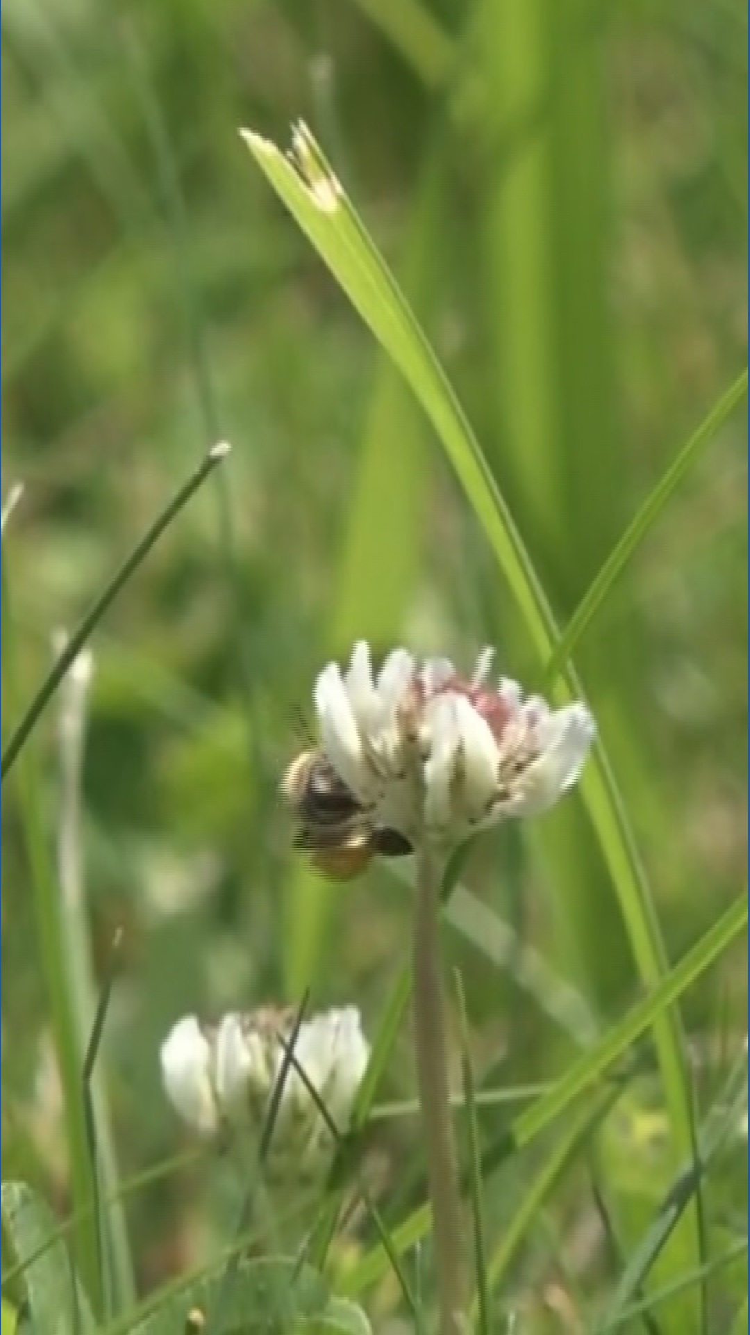 'No Mow May' encourages Mainers to mow less in effort to boost bee ...