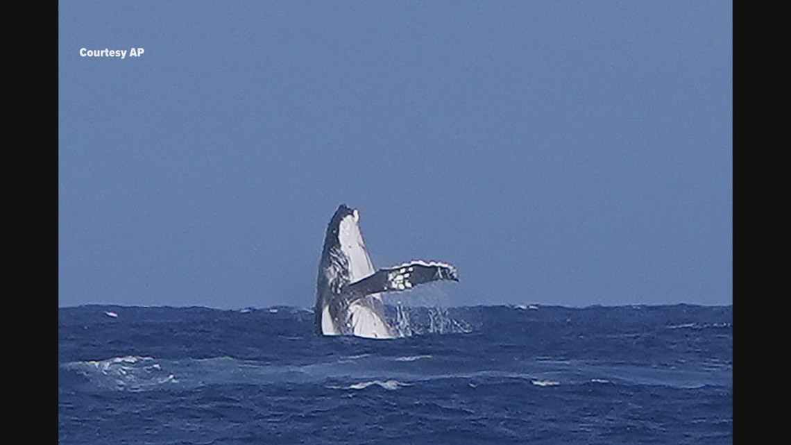 Whale joins surfing competition at the Olympics | newscentermaine.com