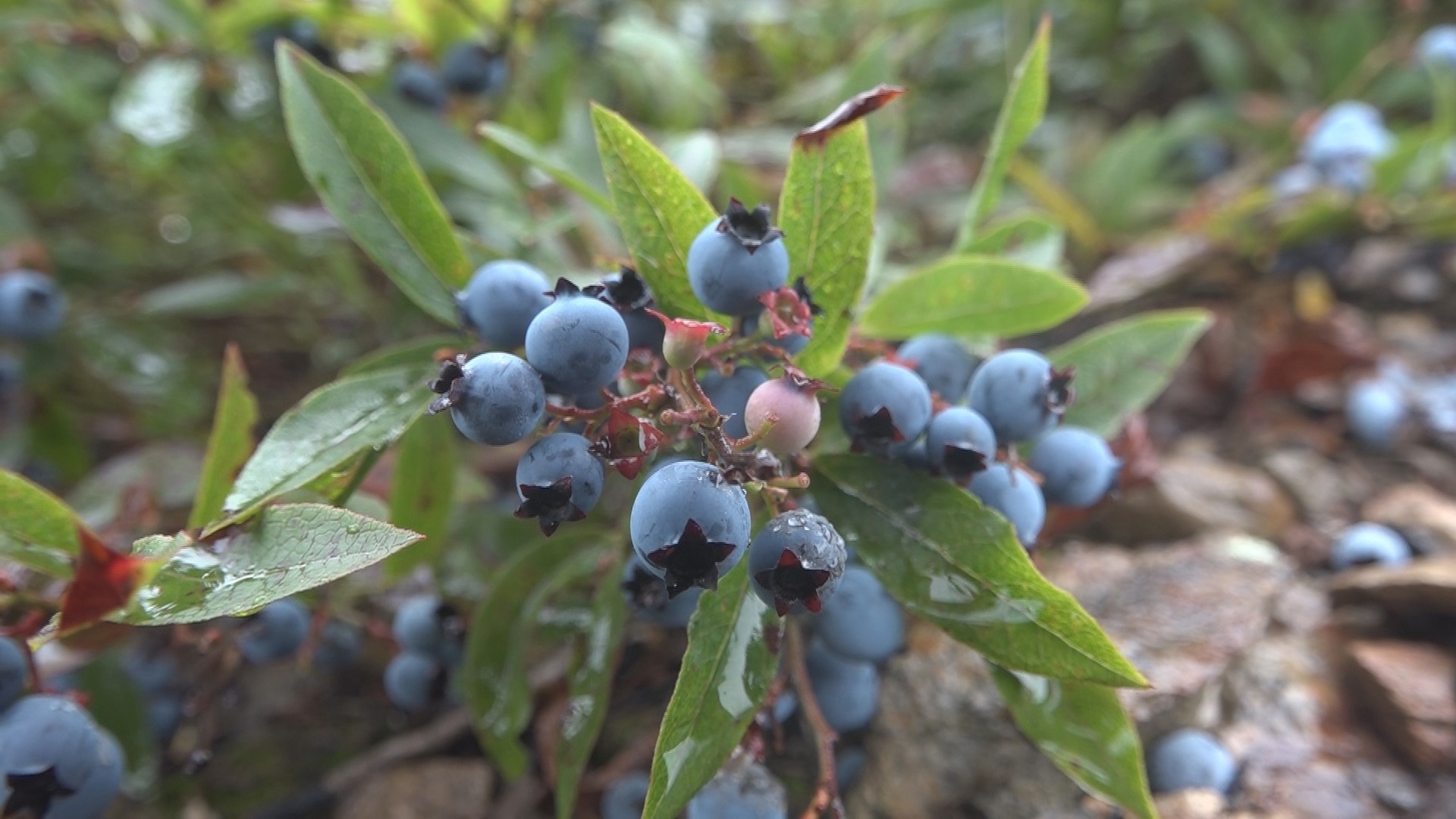 Maine wild blueberry growers seek emergency funding after $28M loss ...