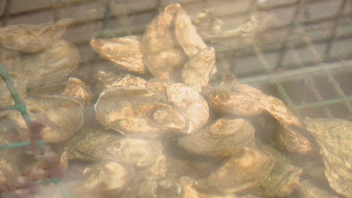 UNH scientists study shellfish to learn more about Maine climate ...