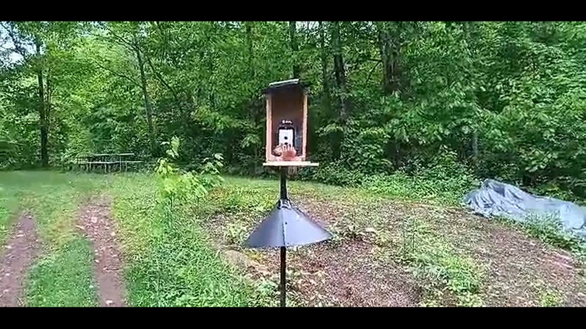 Chippy filling his cheeks | newscentermaine.com