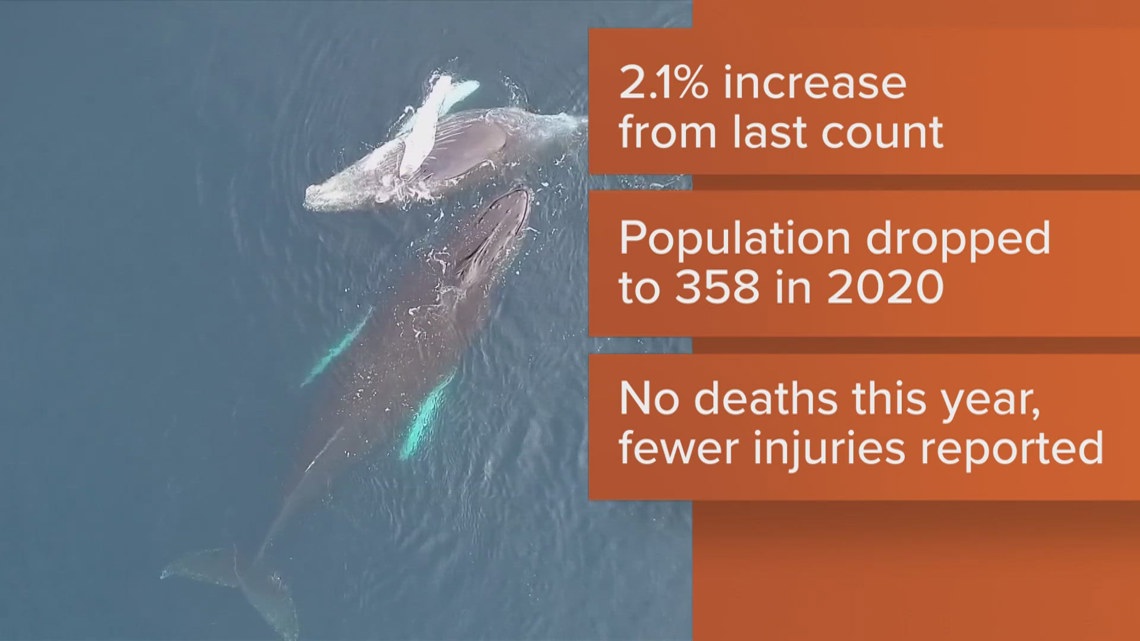 Right whale population increases to 384 | newscentermaine.com