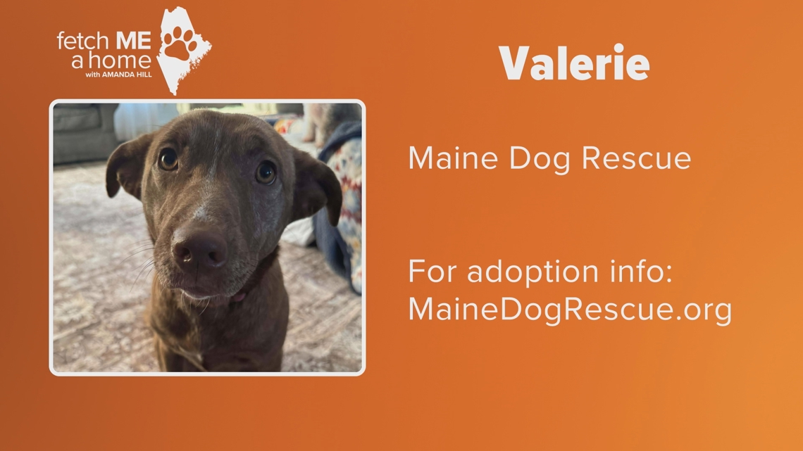 Fetch ME a Home | Sweet and social Valerie | newscentermaine.com
