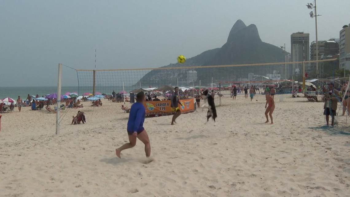 Border collie expertly uses snout to play popular game on Brazilian ...