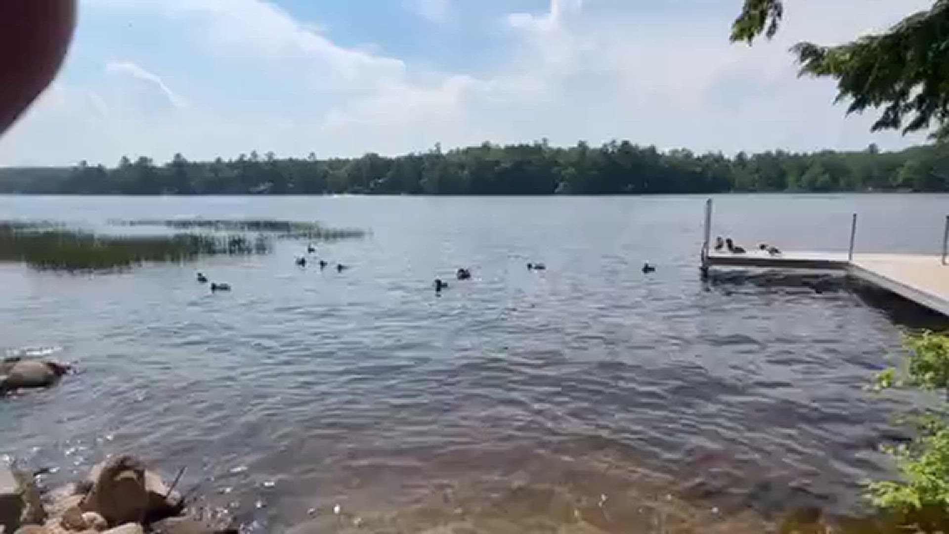 How ducks beat the heat | newscentermaine.com