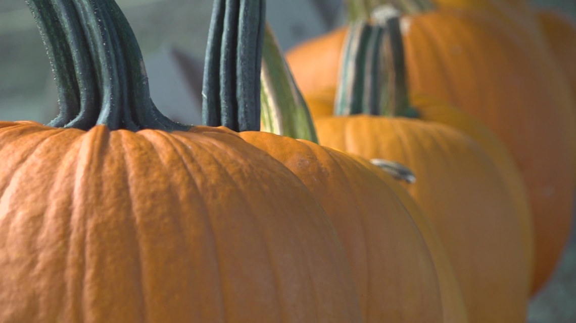 Ricker Hill Orchards owner talks fall pumpkin crop, looks ahead to ...