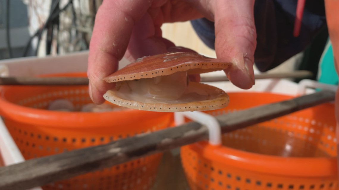 Fishermen turn to Farming | Farmed sea scallops aren't just sustainable ...