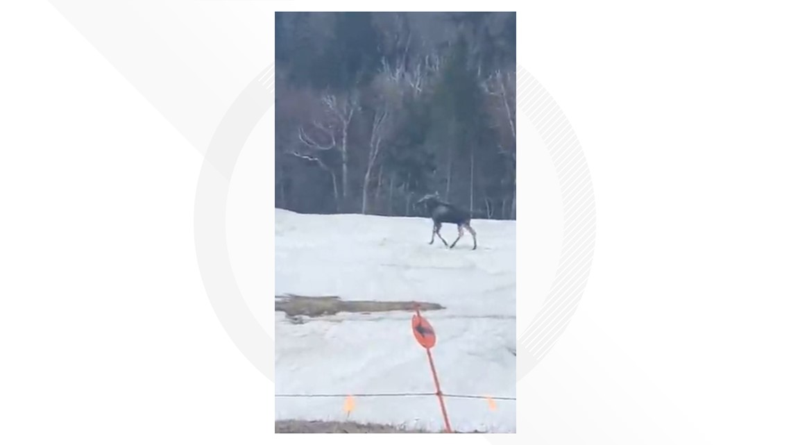 Moose on the loose kicks off Saddleback’s snowmobile race ...