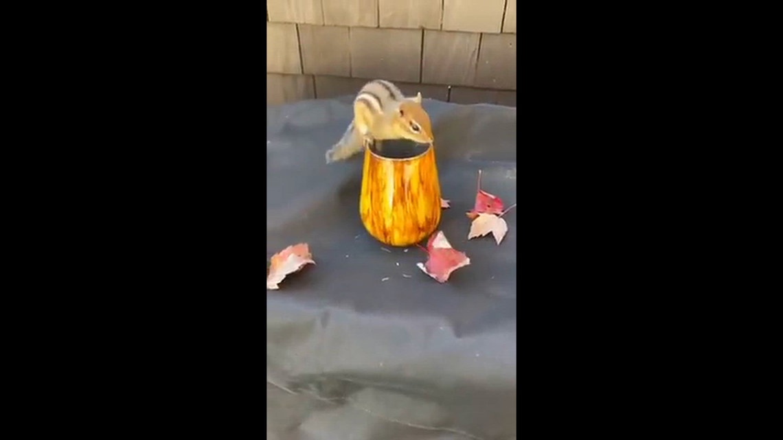 Adventures of Charlie the chipmunk! | newscentermaine.com