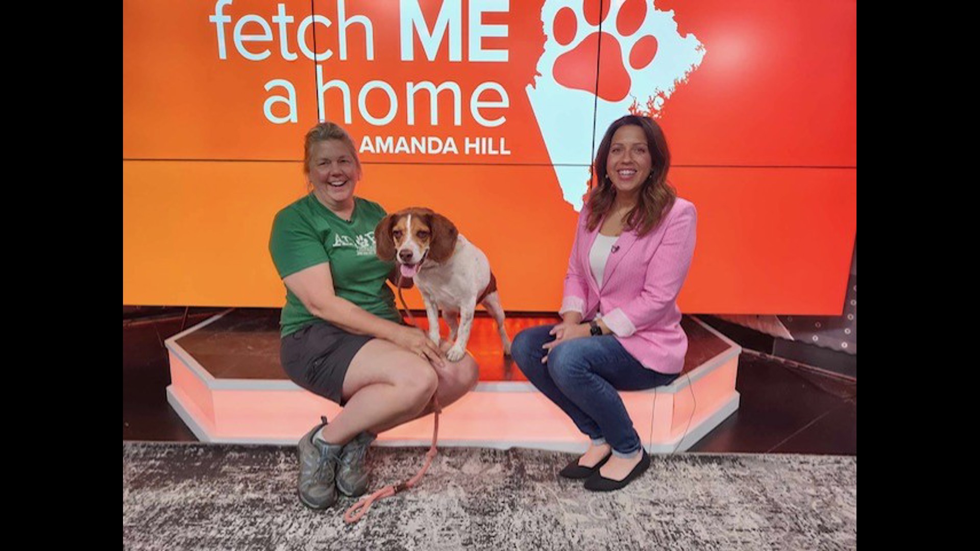 Fetch Me a Home | Meet Red, 7, a beagle who loves to explore ...