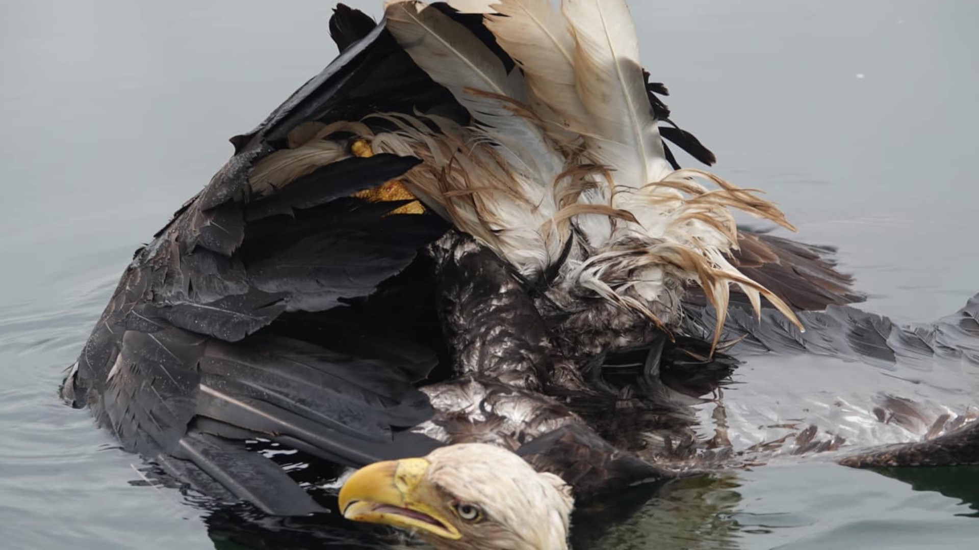 Bald eagles 'death spiral' into river near Harpswell, Maine ...