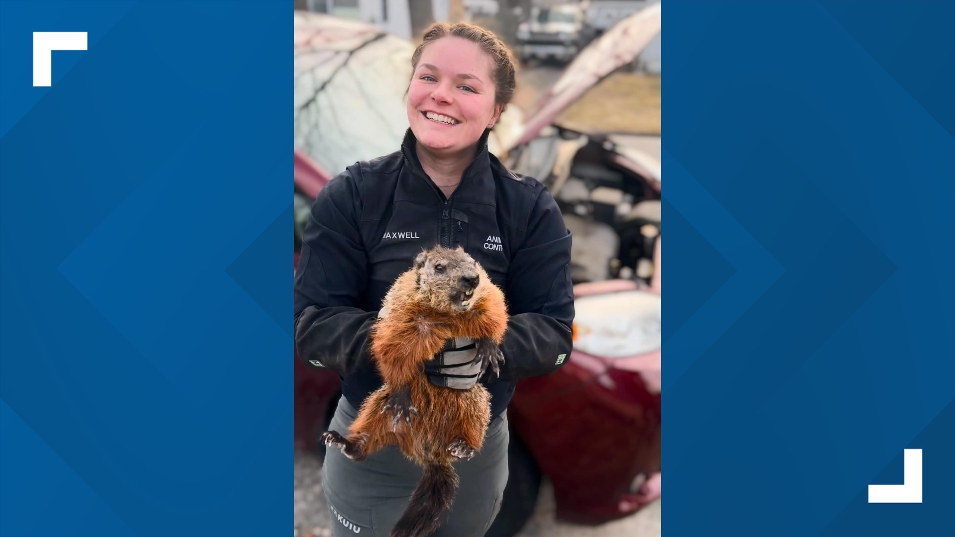 Groundhog rescued after riding through Greater Portland ...