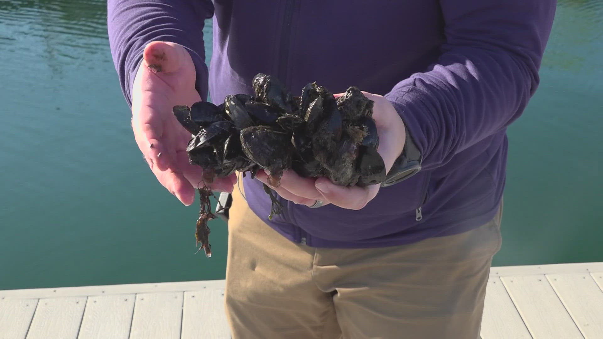 GMRI calls on Mainers to share photos for crucial mussel mapping ...