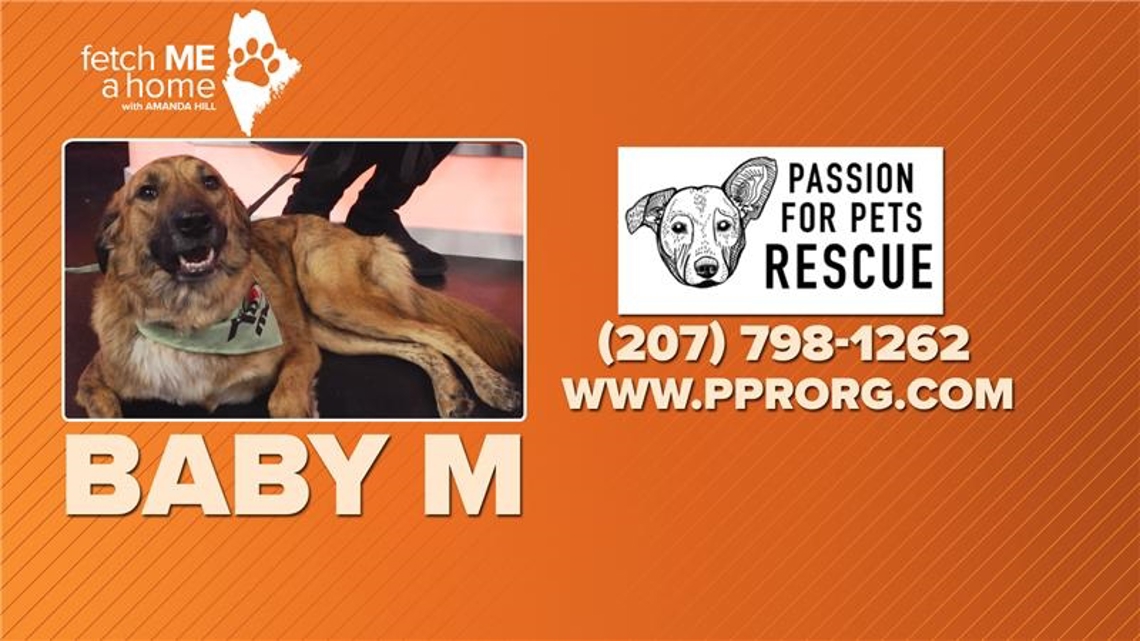 Fetch ME a Home: Baby M is a sweet Shepherd mix looking for a home ...