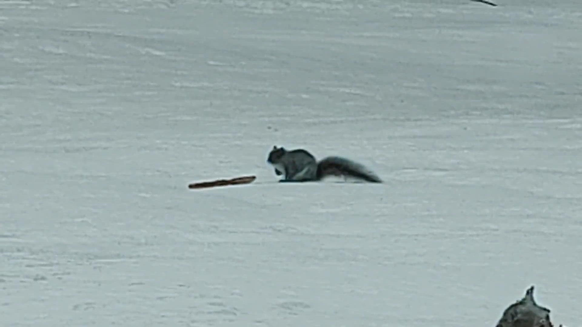 Thief in Deering Oaks Park | newscentermaine.com