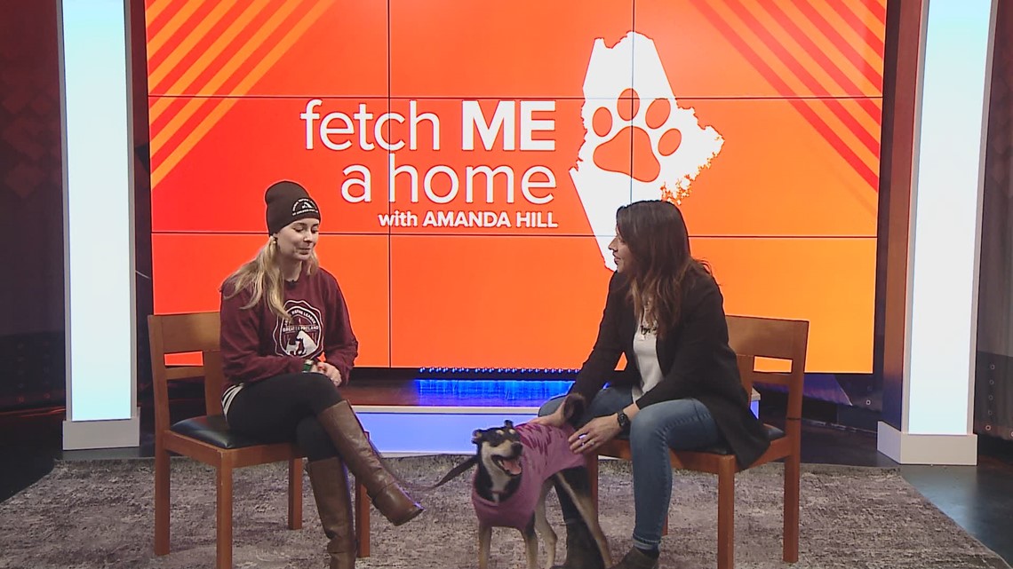 Fetch ME a Home: Meet Lolly, who sits pretty and loves to snuggle ...