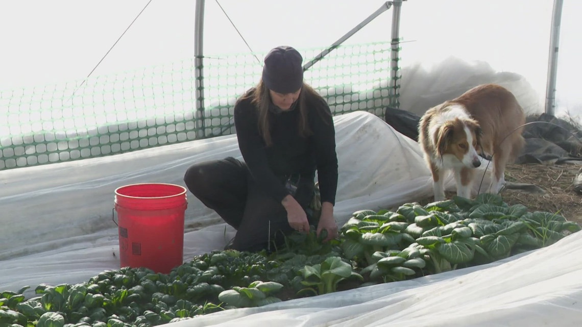Maine Harvest for Hunger program gets fresh produce to those in need ...