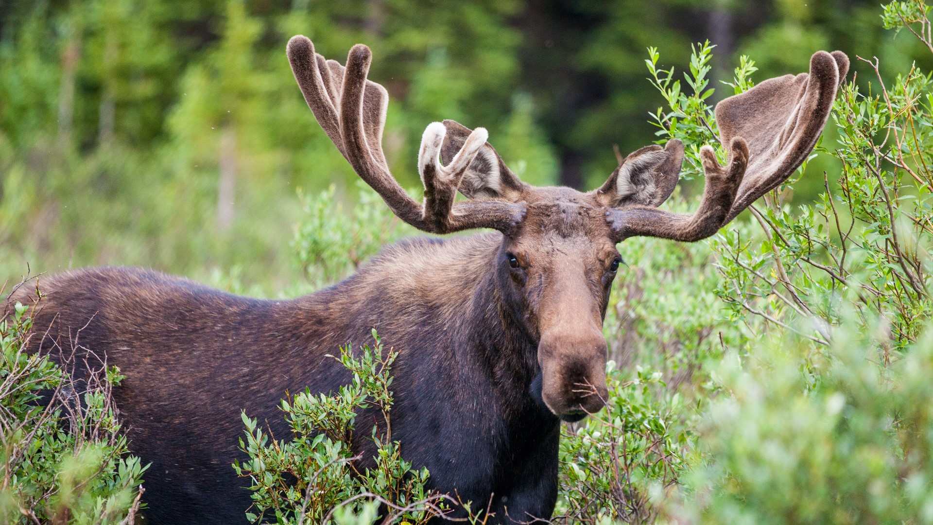 2023 Maine Moose Permit Lottery | newscentermaine.com