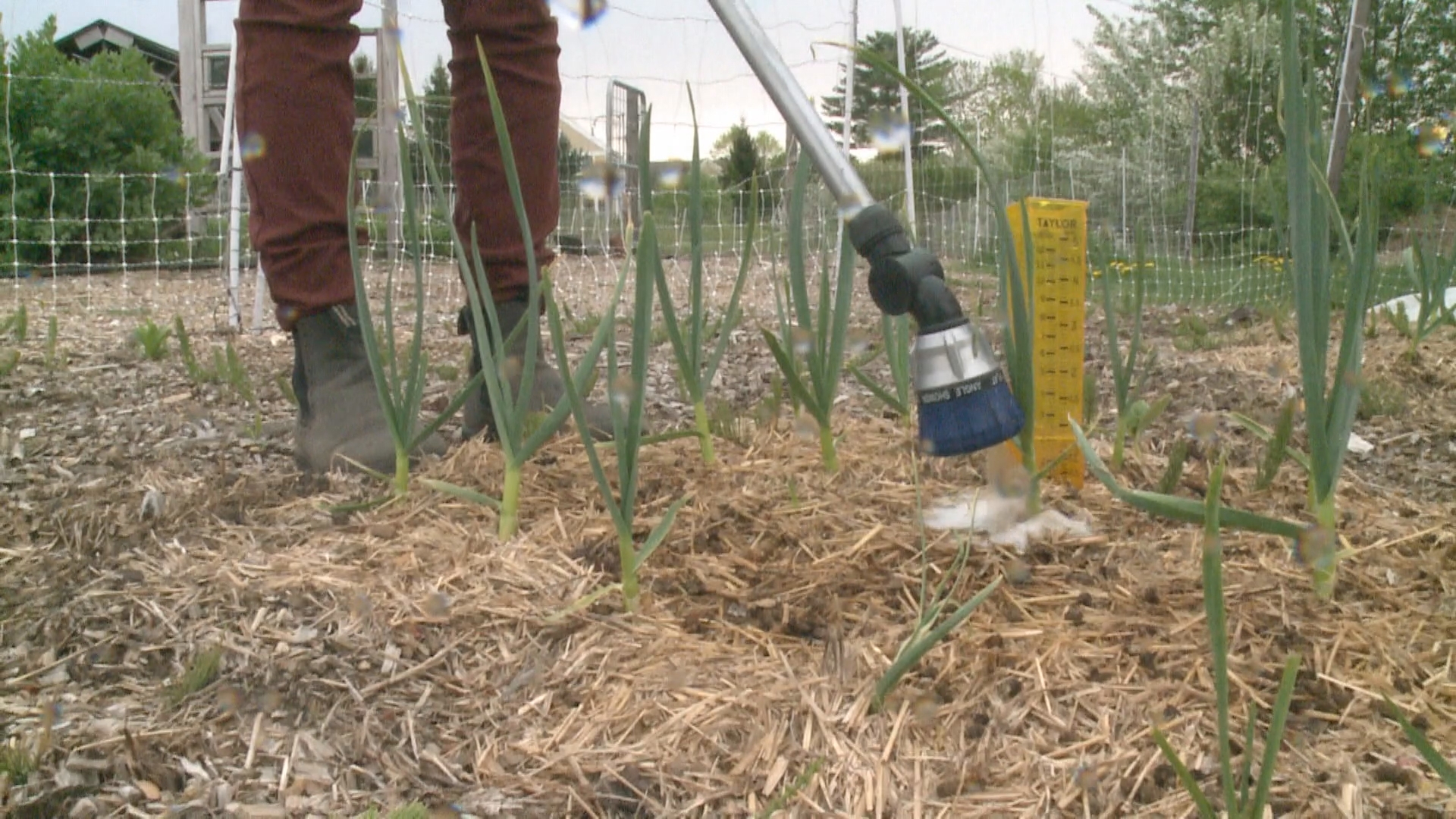 How to properly water your garden | Gardening with Gutner ...