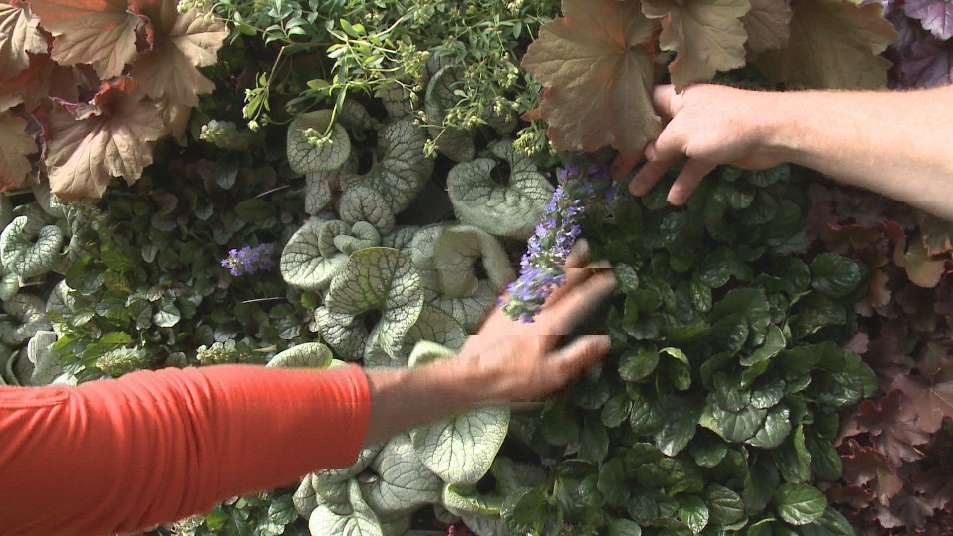 Finding the perfect plants and shrubs for shade | newscentermaine.com