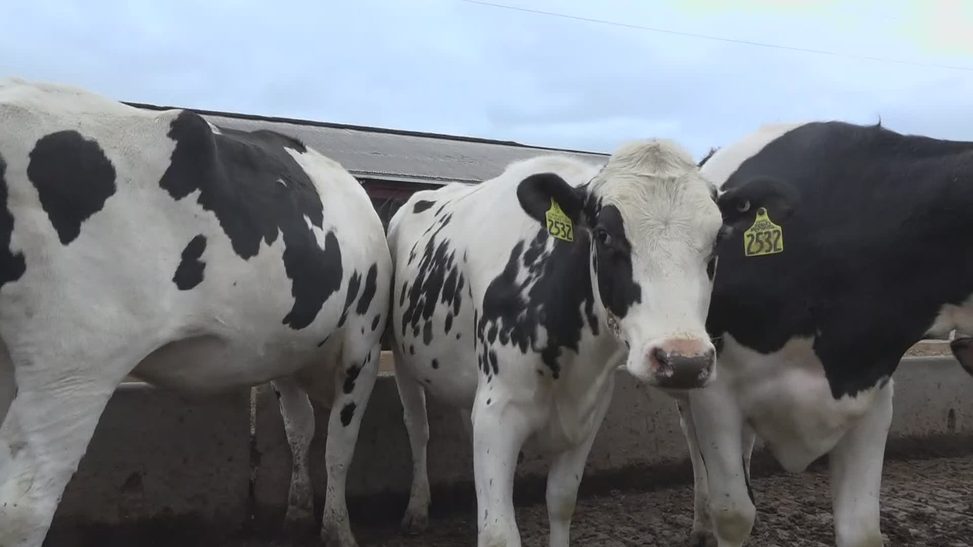 Higher fuel, grain costs hit Maine dairy farmers | newscentermaine.com