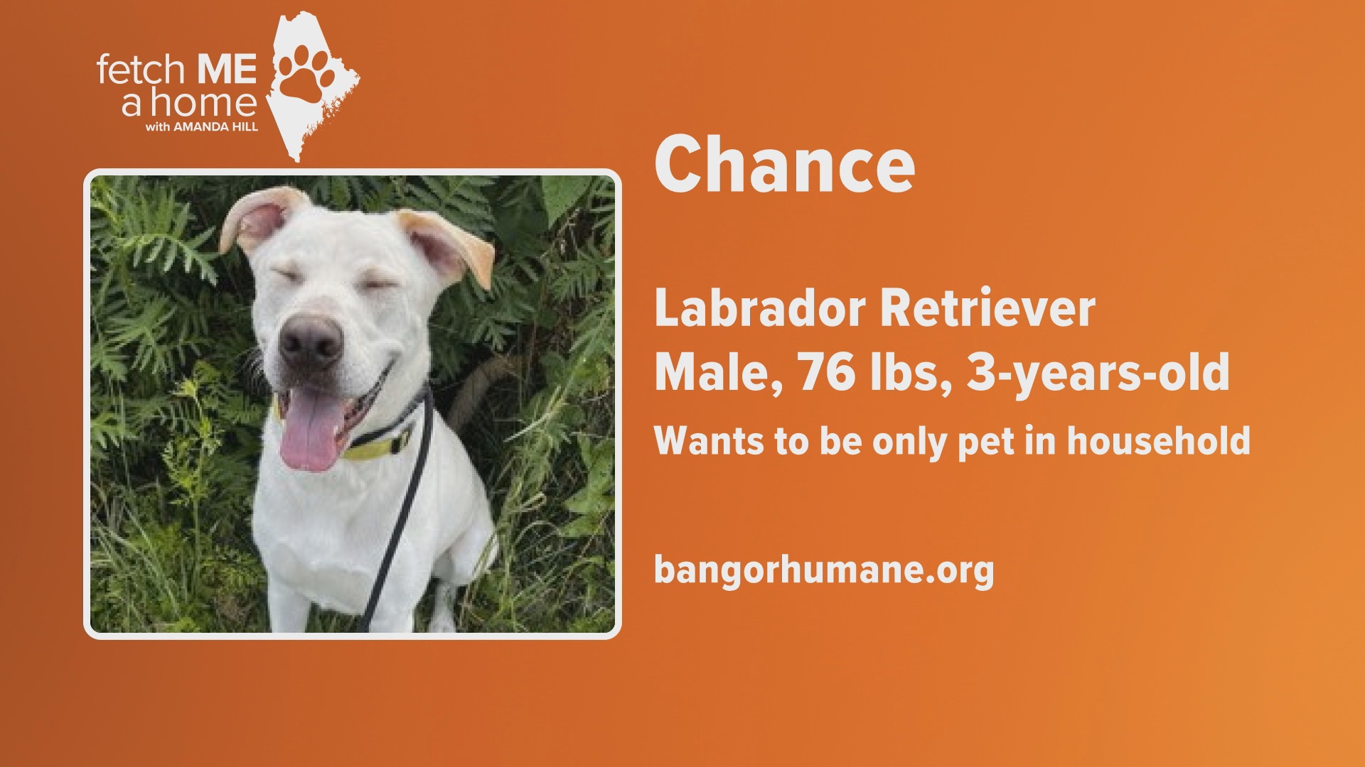 Fetch ME a Home | Take a chance on Chance | newscentermaine.com