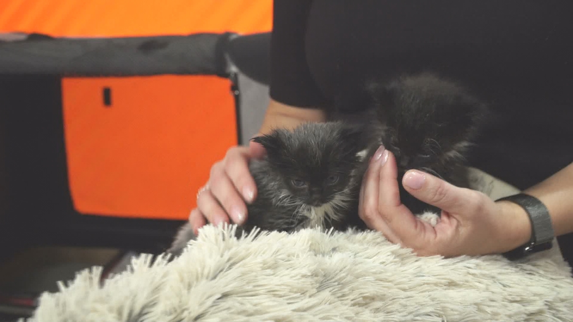 Fetch ME a Home: Midcoast Humane says kitten season is here ...