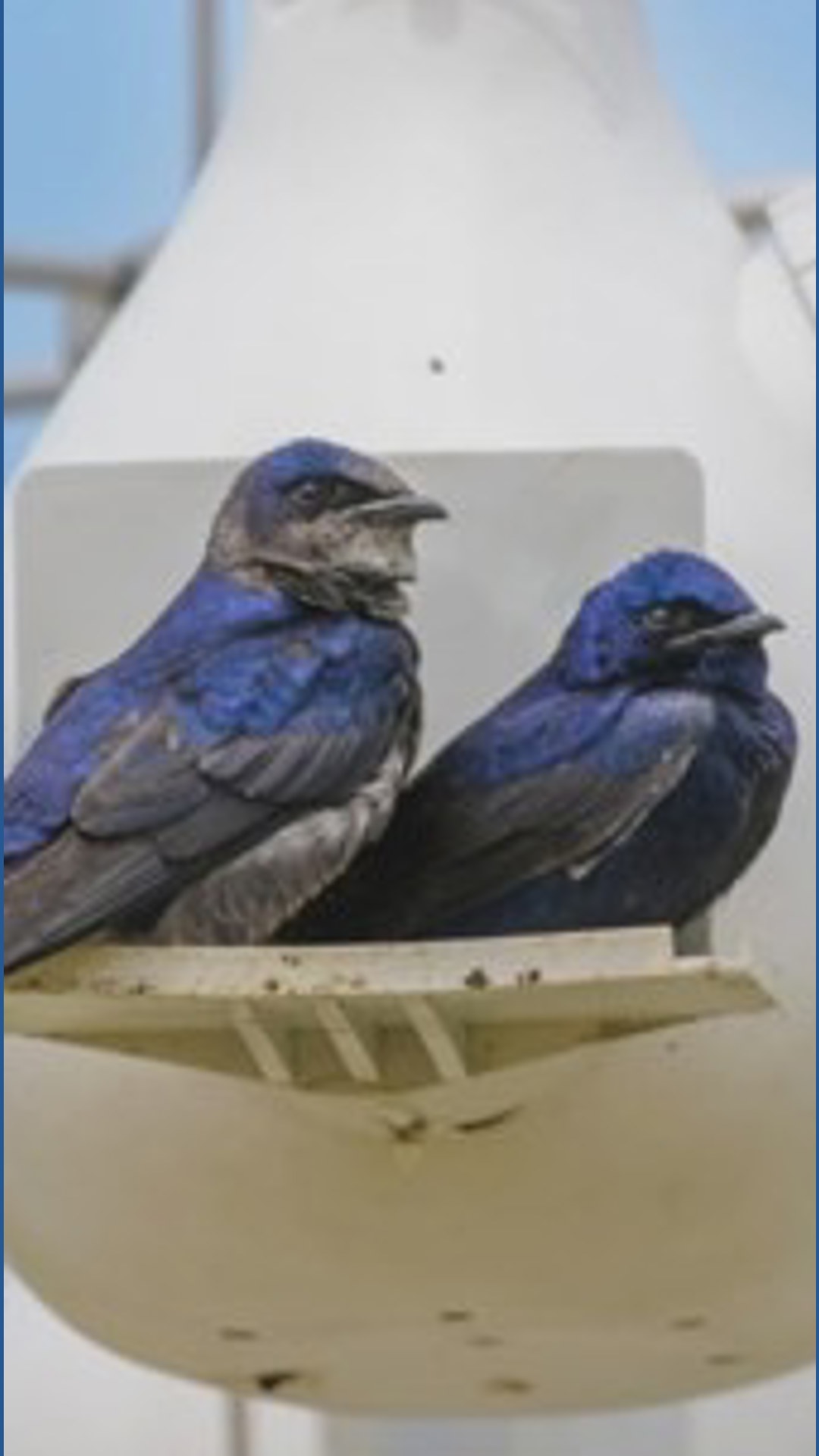 Wildlife: Purple martins begin migration to Maine | newscentermaine.com