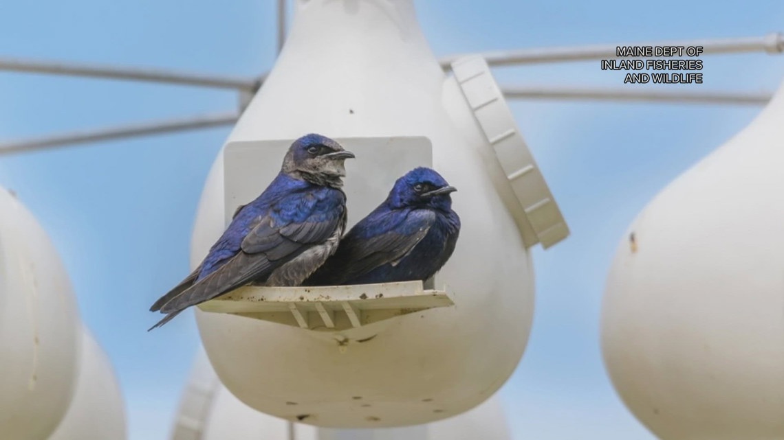 Wildlife: Purple martins begin migration to Maine | newscentermaine.com
