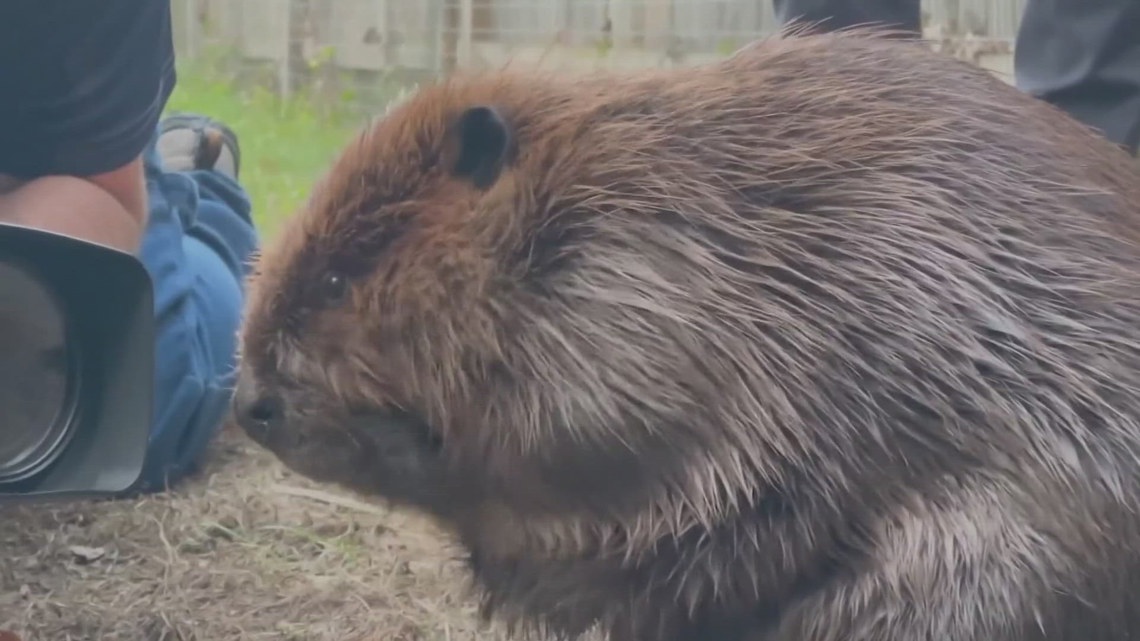 Nibi the Beaver remains in rescuer's custody | newscentermaine.com