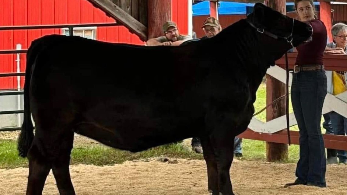 Cow from Gross Hardship Acres farm in Bucksport loose in Windham ...