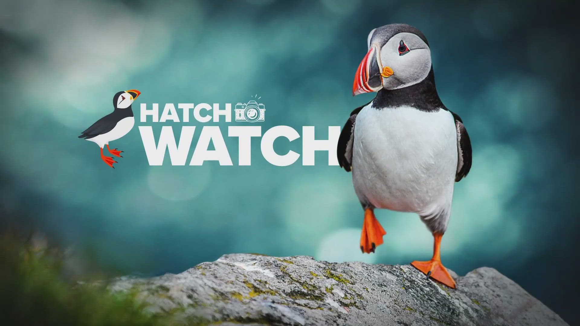 Maine Puffin Watch: Eggs expected to hatch on Seal Island sometime in ...