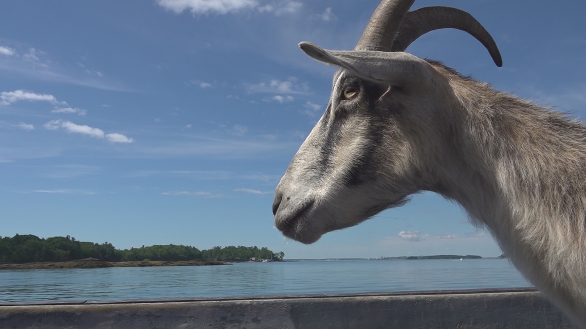 'Goats on a boat': Long Island residents bring in four-legged ...