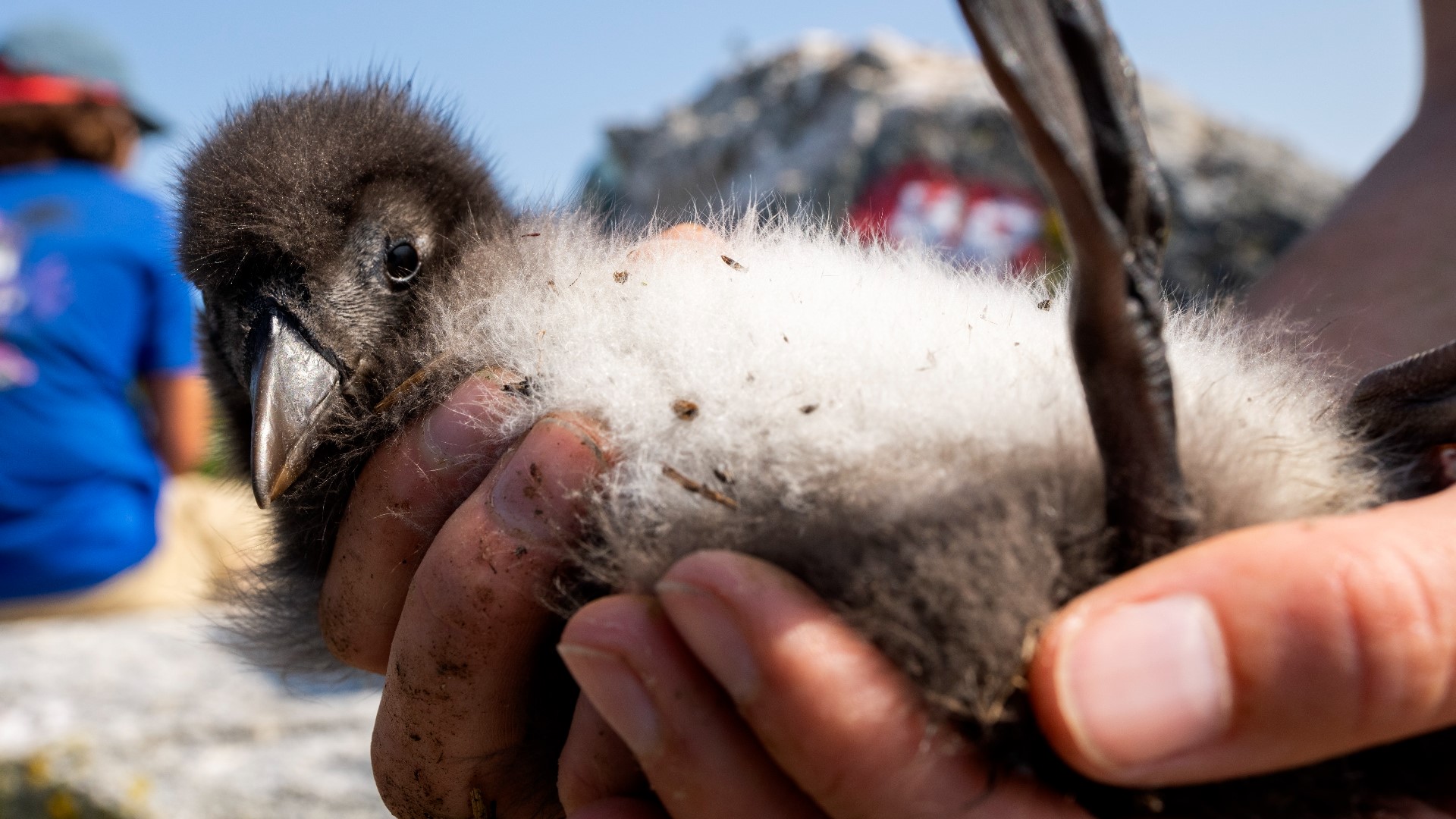 Puffins colonies are recovering despite climate change challenges ...