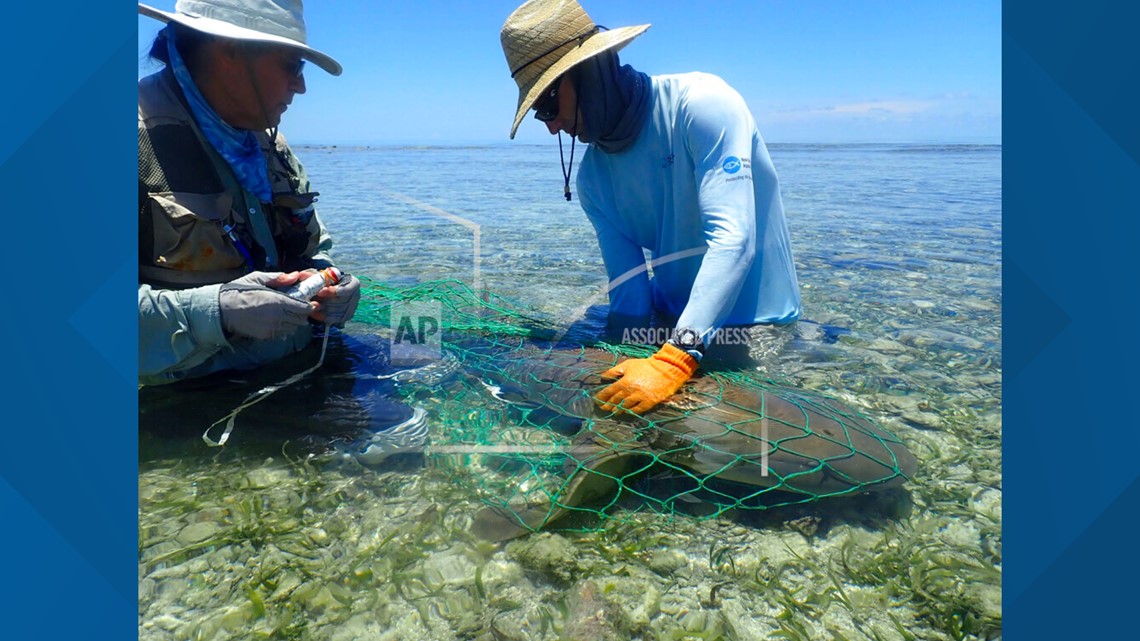 Some shark species return to same breeding grounds for decades ...