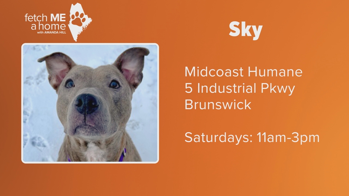 Fetch ME A Home | Affection showers from 'Sky' | newscentermaine.com