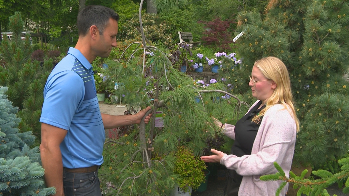 Finding the right tree or shrub to be a centerpiece | newscentermaine.com