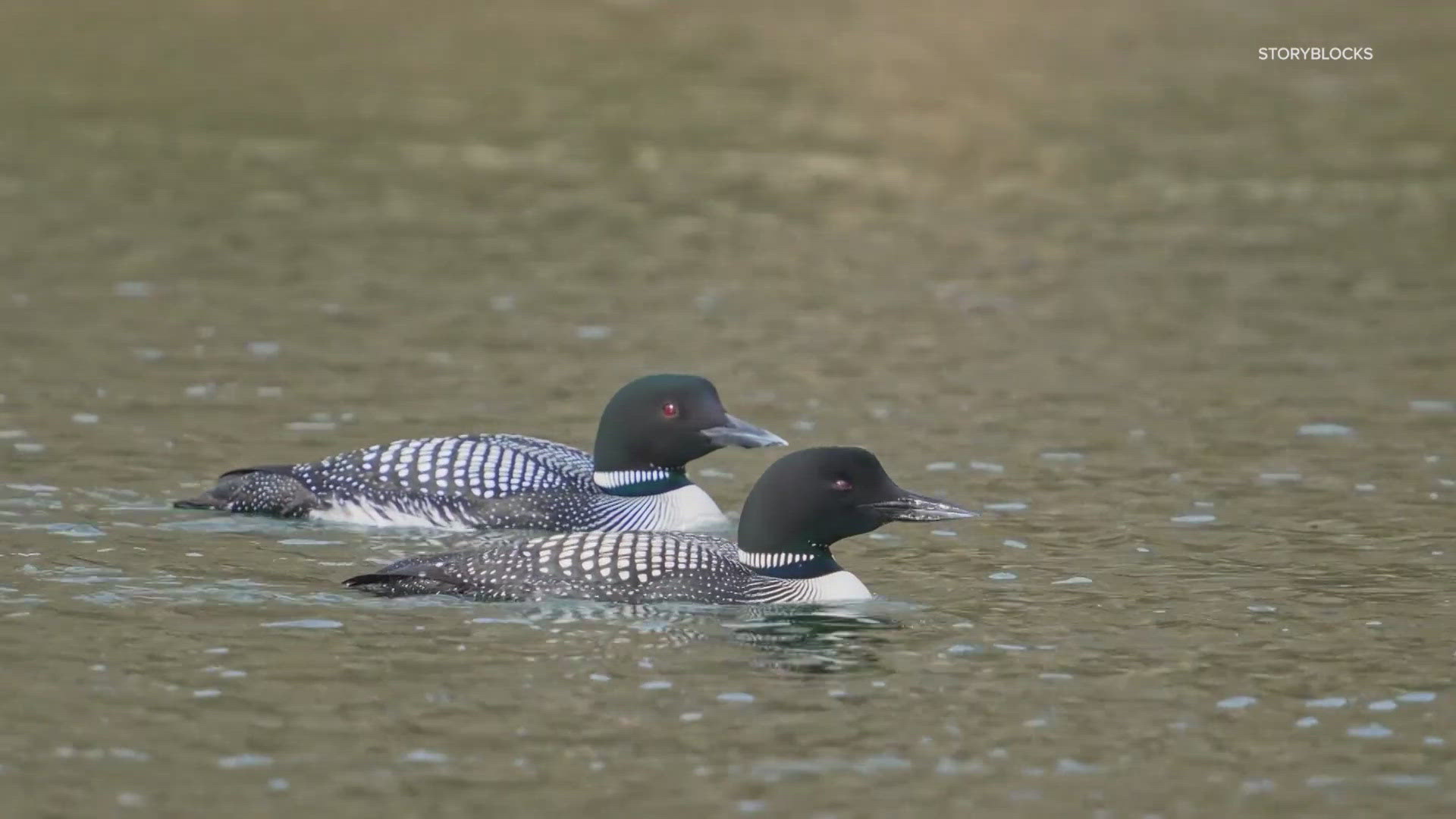 American Birding Association names common loon its 2025 Bird of the ...