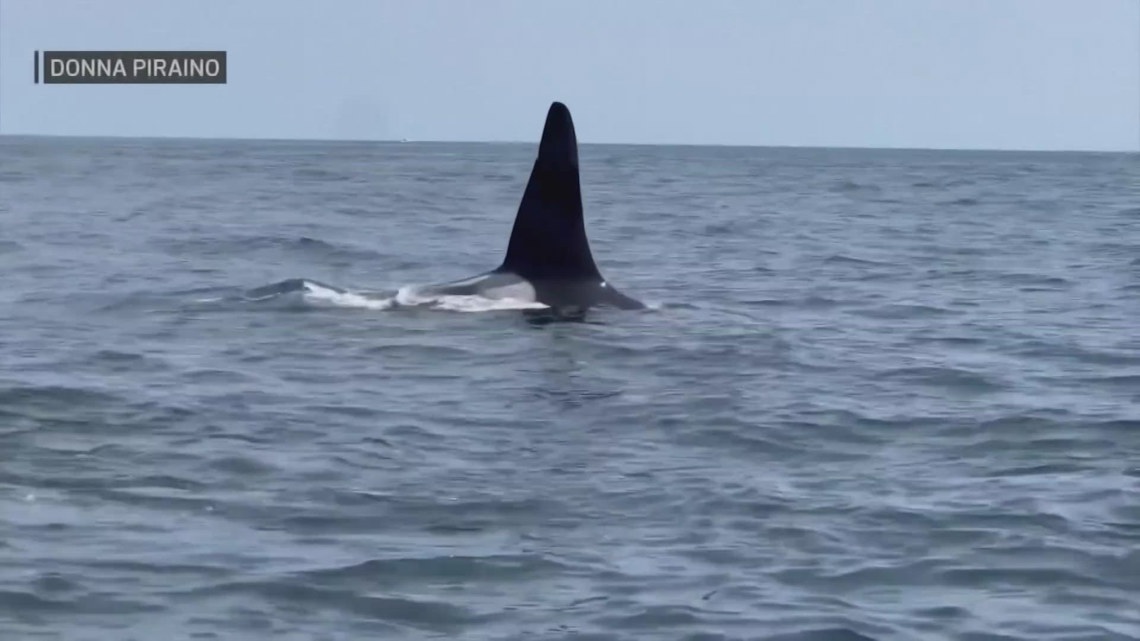 Fisherwoman has a rare orca sighting | newscentermaine.com