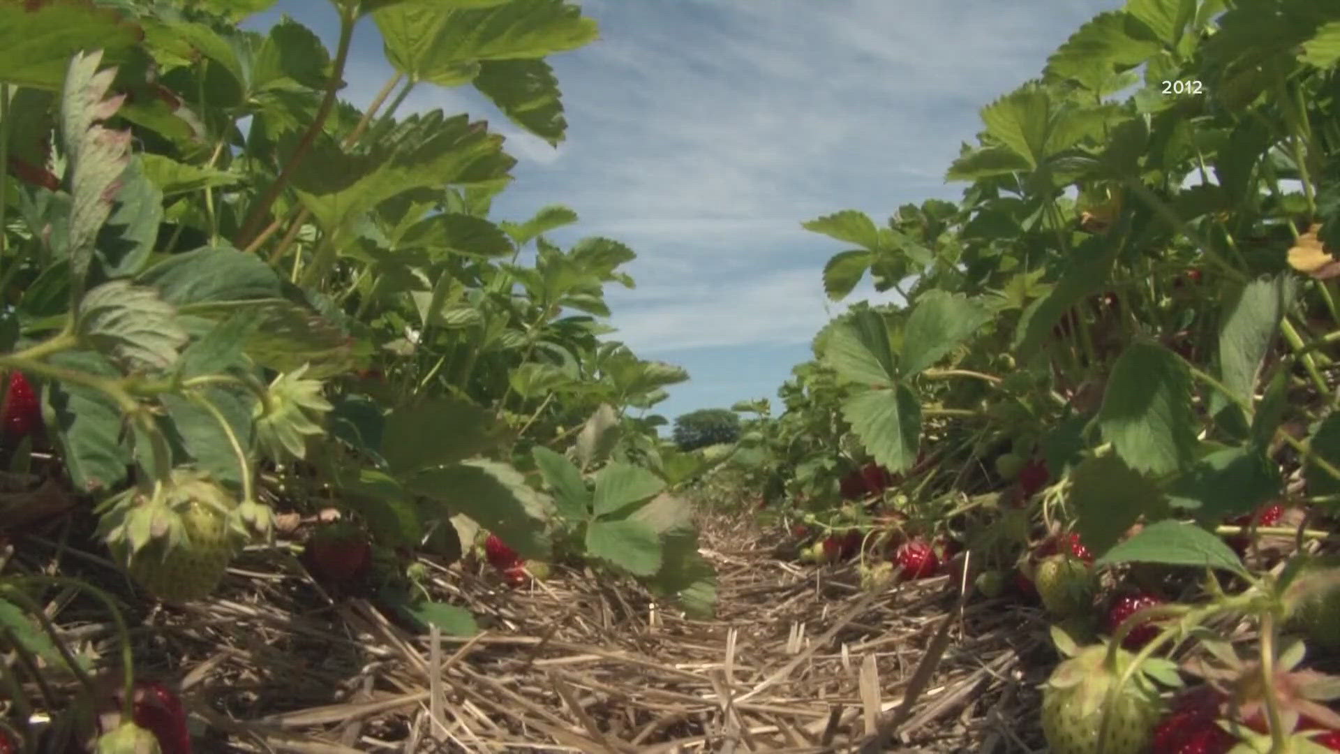 Cape Elizabeth, Maine, Jordan's Farm takes over Maxwell's strawberry ...