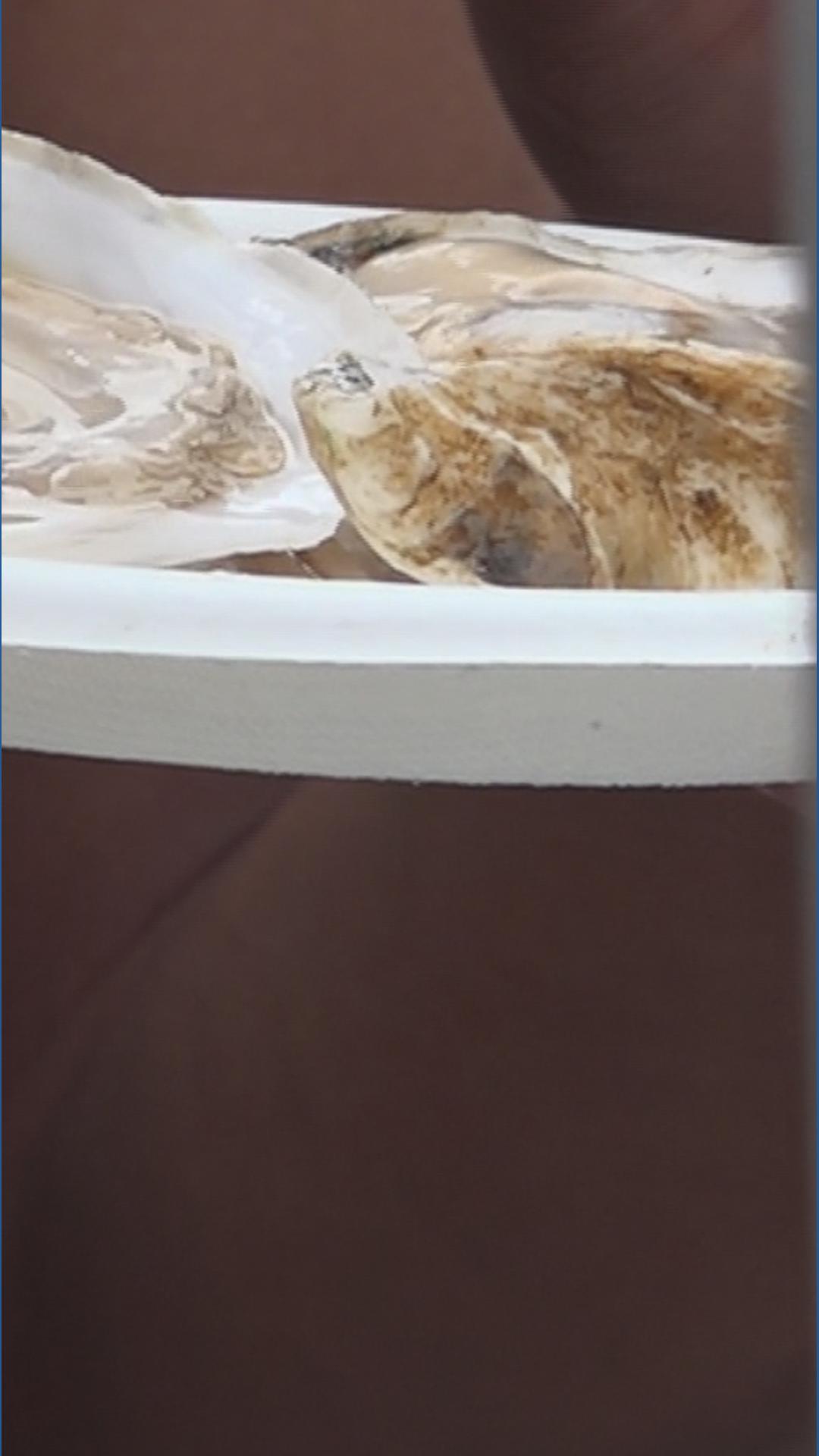 Maine Oyster Festival gives locals a taste of fresh shellfish ...