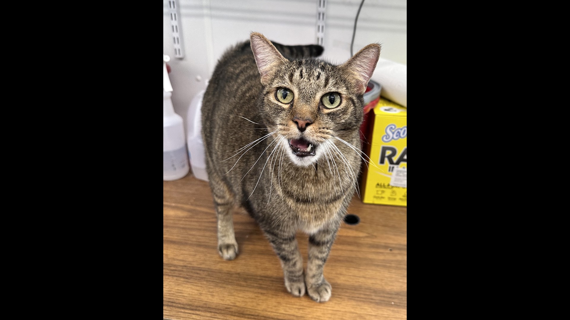 Fetch ME a Home: Rudy needs forever home for retirement years ...