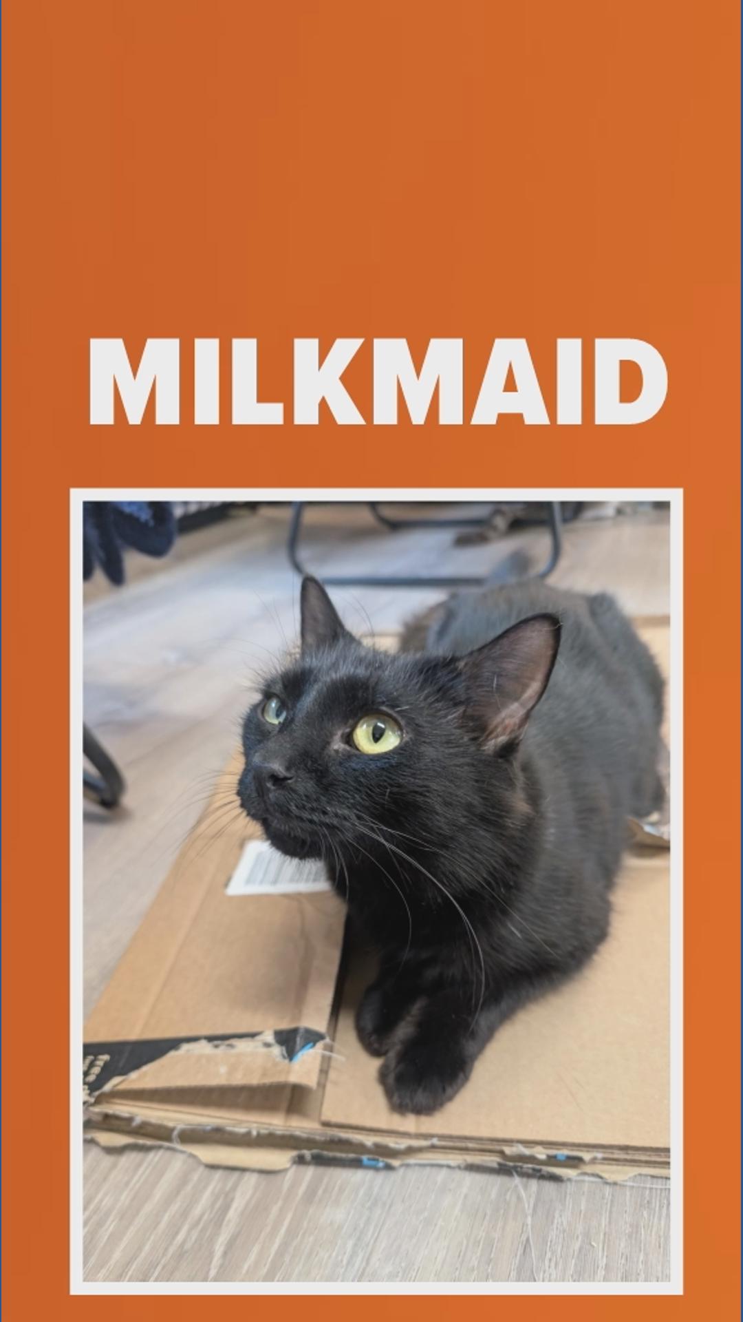 Fetch ME a Home: Lady & Milkmaid | newscentermaine.com