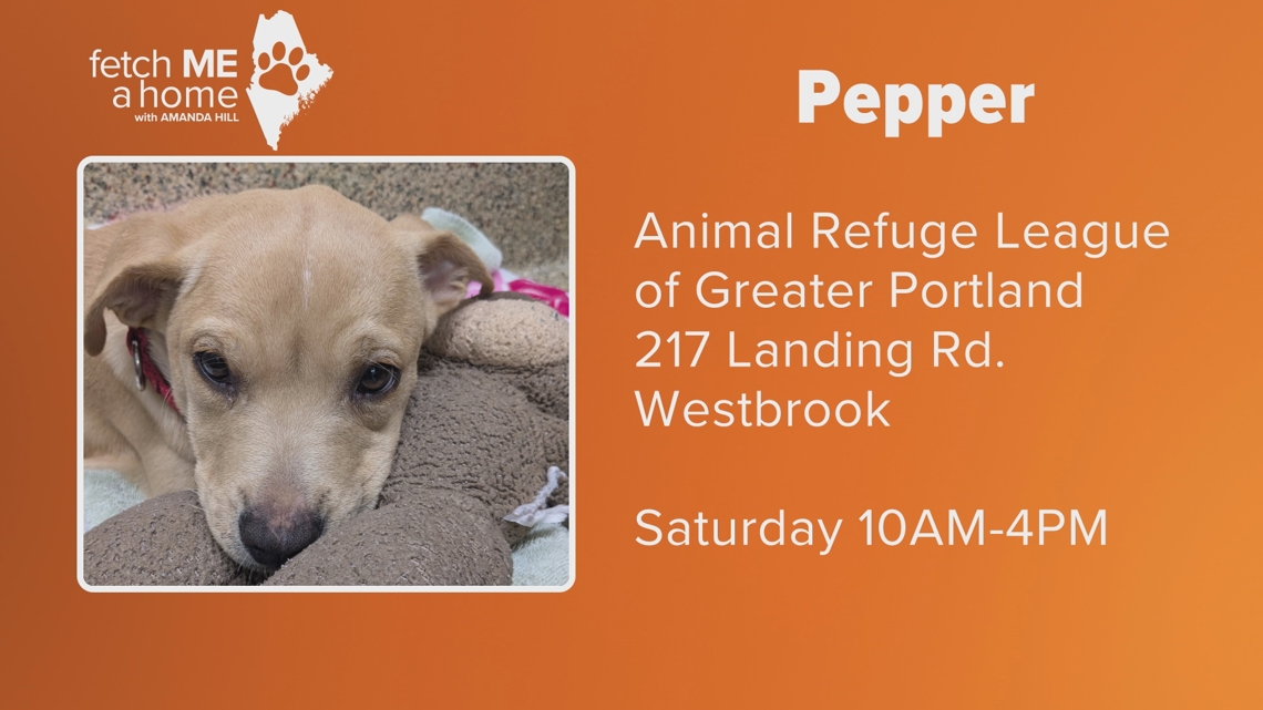 Fetch ME a Home: Meet Pepper! | newscentermaine.com
