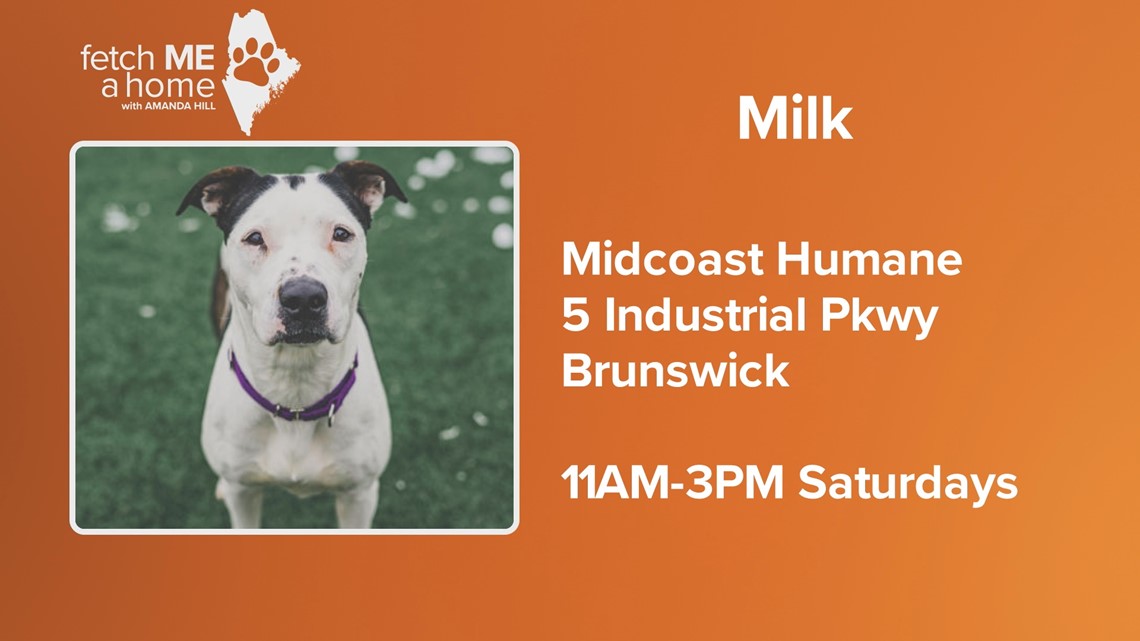 Fetch ME A Home | Meet Milk | newscentermaine.com