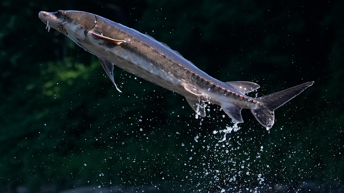 Sturgeon thrive in Kennebec River amid recovery | newscentermaine.com